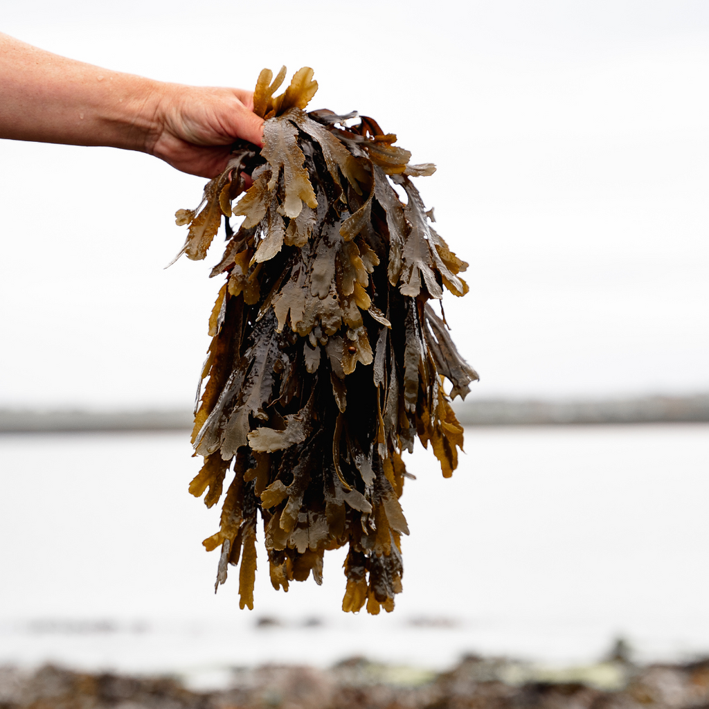 The Power of Hebridean Seaweed: Transforming Skincare with Nature's Oc ...